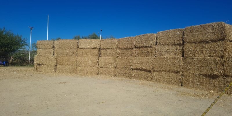 Entregan pacas de rastrojo a productores del campo – Reporte Bajío