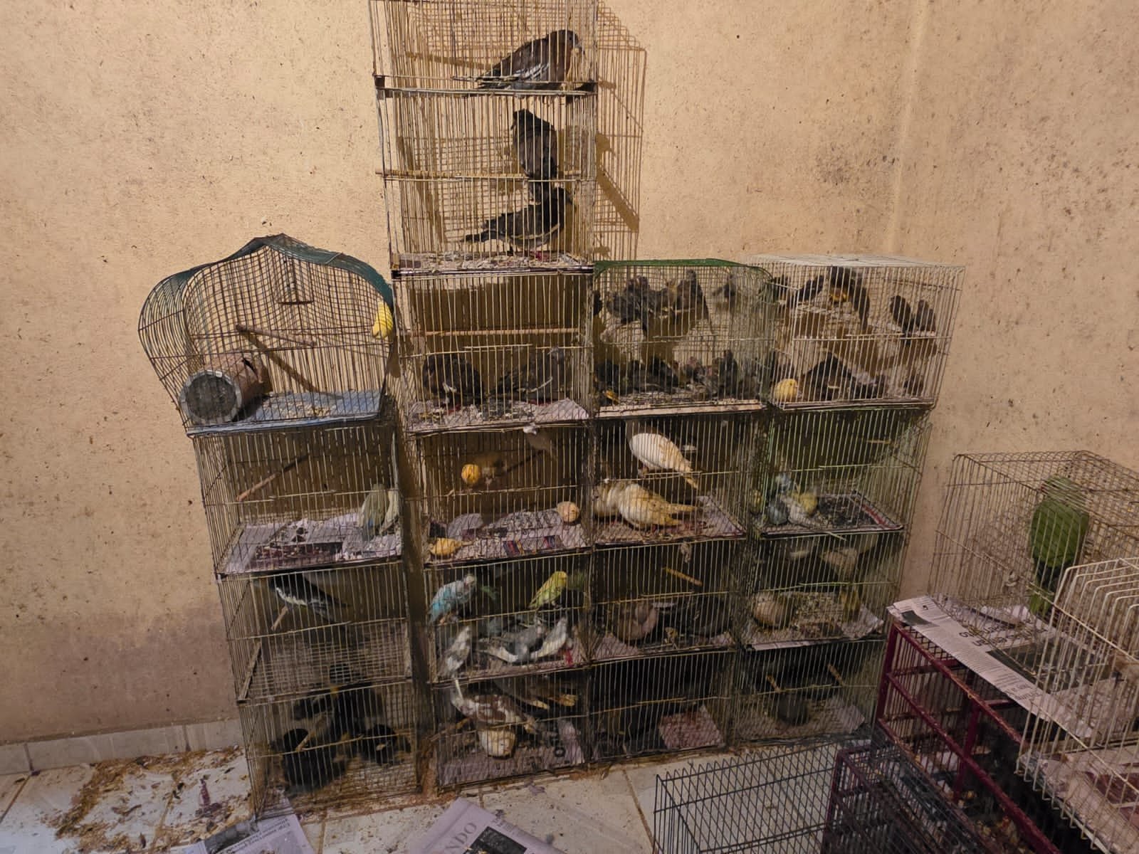 Catean inmueble en Dolores Hidalgo vinculado con venta ilegal de aves ...